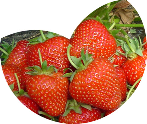 Nos variétés - Les fraises - Marionnet Label