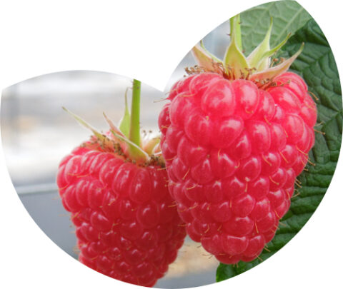Nos variétés - Les framboises - Marionnet Label